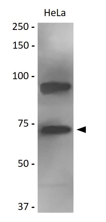 Anti Cox1 Antibody Arg23725 Arigo Biolaboratories