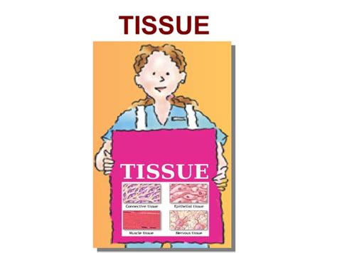 Human Anatomy And Physiology Tissue Ppt