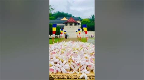 උතුම් දළදා හාමුදුරැවන්ගේ අනුහසින් උදා වූ අද දවස ඔබෙත් මගෙත් සුභම දවසක් වේවා 🙏 Shortvideo