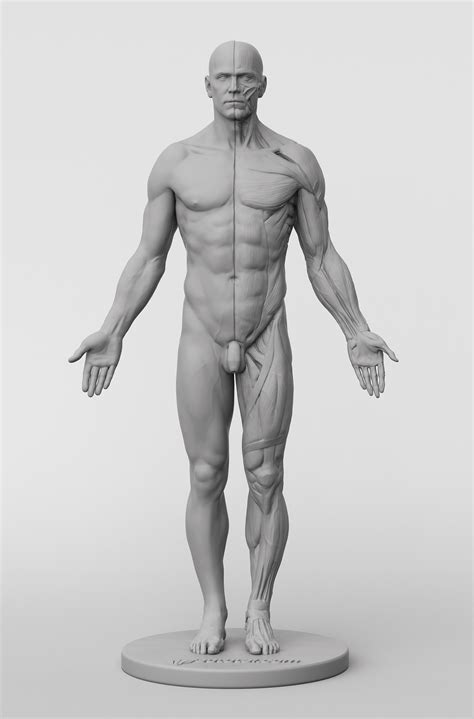 Male Human Body Organs Diagram