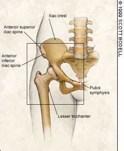 Anterior Superior Iliac Spine Muscle Attachment