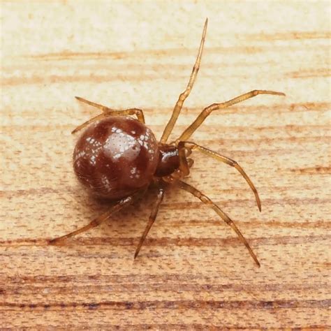 Triangulate Cobweb Spiders Id And Control Better Termite