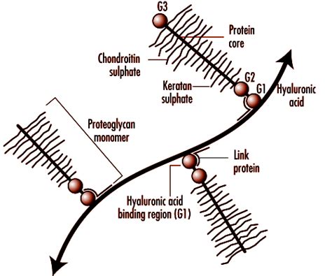 Articular Cartilage Basic Science Orthobullets