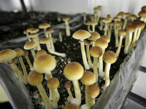 Unlocking The Mystique Exploring Magic Mushroom Grow Kits DD Reptiles