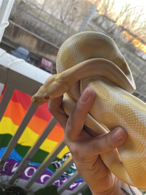 Hermes My Albino Banana Ball Python Definitely Didnt Plan To Adopt A