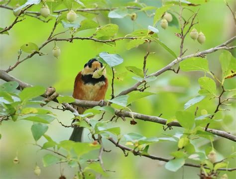 エゴの実はたくさんあるよー ぶらり探鳥