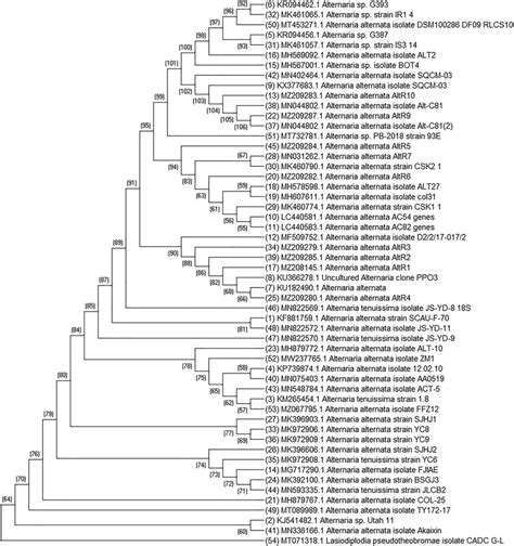 Phylogenetic Tree Based Upon Clustalw Alignment Of Internal Transcribed Download Scientific
