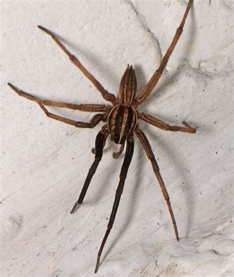 About Rabid Wolf Spider Maryland Biodiversity Project
