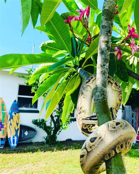 Derp Face Rballpython