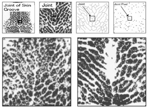 Muzzle Pattern 14 Download Scientific Diagram