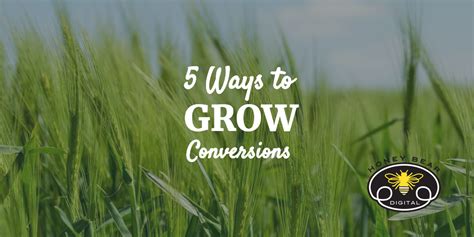 5 Ways To Increase Your Conversion Rate Honey Bear Digital