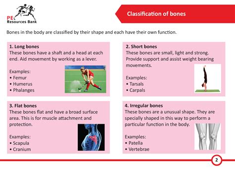 Gcse Pe Revision Flash Cards Sample 1 Pe Resources Bank