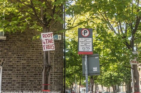 Common Misconceptions About Tree Council Permits Simpsons Tree Service