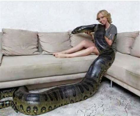 Python Meat Pets Nigeria