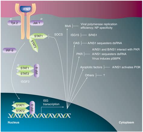 Type I Interferon Receptor Signaling Pathway And Expression Of Download Scientific Diagram