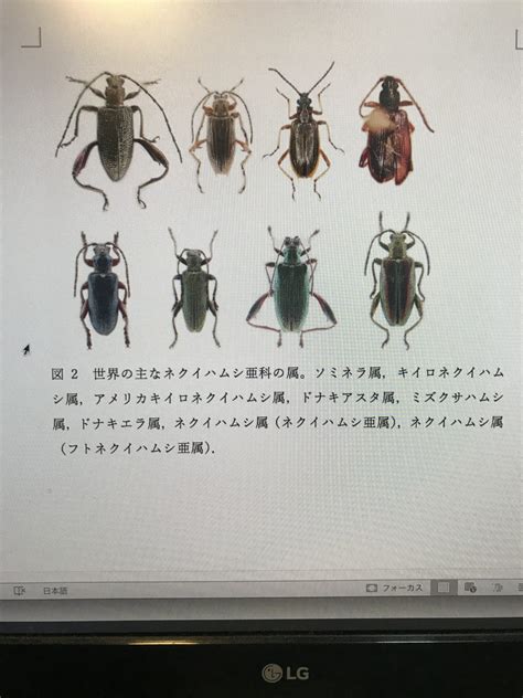 ネクイハムシ水生に進化したハムシ