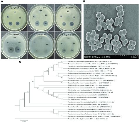 The Characterization And Antimicrobial Activity Of Pediococcus Download Scientific Diagram
