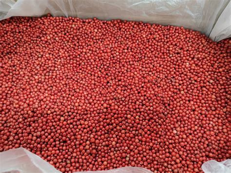 Madagascars Wholesale Pink Pepper Exporter Supplier And Dealer