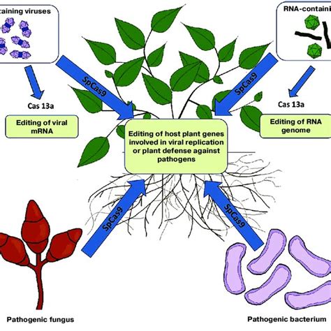 Schematic Representation Of Different Crisprcas Syss Tems For Editing
