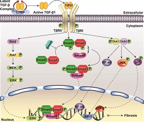 TGF β signaling in the kidney profibrotic and protective effects