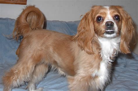 Chi Spaniel Cocker Spaniel Chihuahua Mix