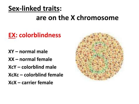 PPT Sex Determination And Sex Linked Traits PowerPoint Presentation Free Download ID 3454138