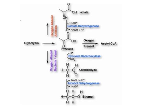 Tca Cycle Citric Acid Cycle Krebs Cycle Ppt