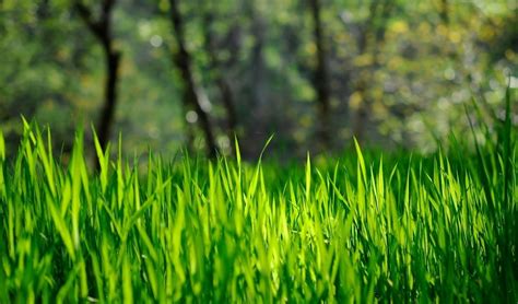 Grass Wallpaper Widescreen Hd