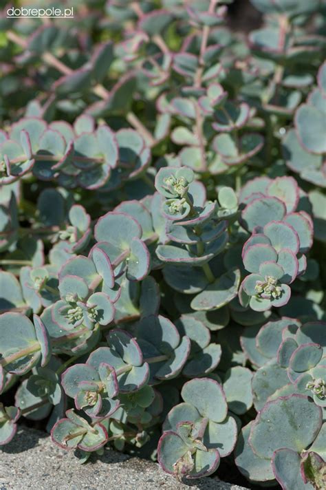 Szkółka Bylin Dobrepole Sedum Cauticolum Rozchodnik Naskalny