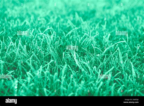 First Frosts On Green Mint Grass With Beautifully Falling Light From