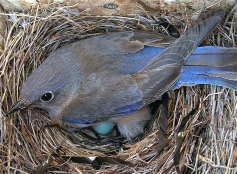Western Bluebird Pacific Birds Habitat Joint Venture