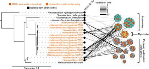 Network Of Genomic Links Between Viral Genera And Halanaerobium