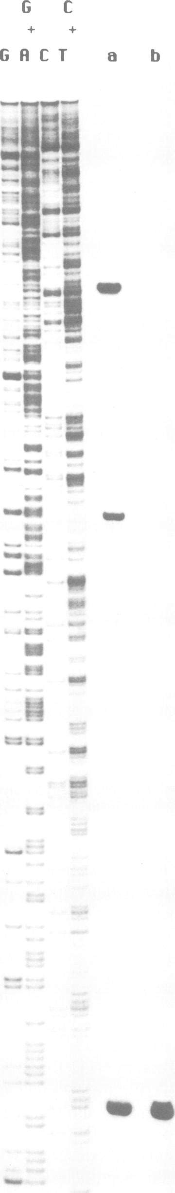 Primer Extension Analysis Of The 5 End Of Transcripts I And Ii Of The