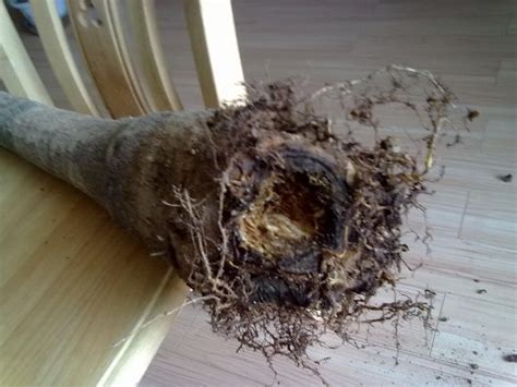 发财树黄叶烂根怎么办教你一招立刻起死回生