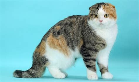 Scottish Fold Сat Breed Information Photo Care History Fellopet