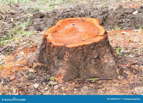 Stump Of A Cut Tree Stock Image Image Of Trunk Resource 52009107