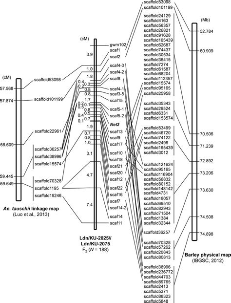Comparison Of Net2 Linkage Map Which Contains Ae Tauschii Scaffolds Download Scientific