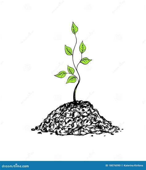 Tree Sapling Stock Vector Illustration Of Isolated Sapling 18076090 Tree Sapling Stock Vector Illustration Of Isolated Sapling 18076090
