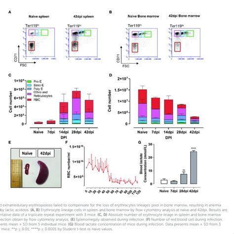 Scrna Seq Analysis Reveals Heterogeneity Of Macrophages Population Download Scientific Diagram