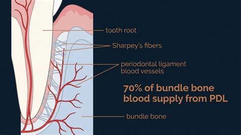 Bundle Bone Complete Guide To Gap Management And Immediate Implants