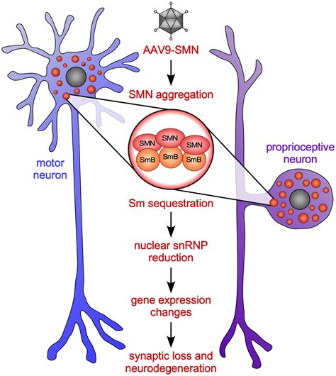Gain Of Toxic Function By Long Term Aav9 Mediated Smn Overexpression In