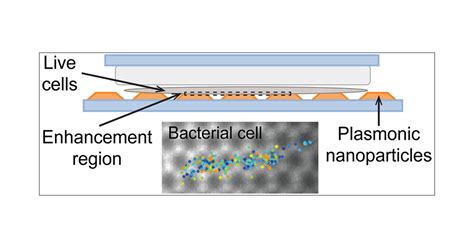 Plasmon Enhanced Fluorescence From Single Proteins In Living Bacteria The Journal Of Physical