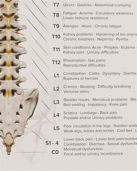 Parts Of The Spinal Cord And Their Functions