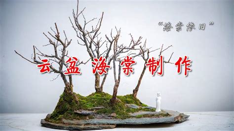 石板做盆景怎么用？水旱丛林来道海棠依旧，知否知否应是绿肥红瘦三农农村户外好看视频