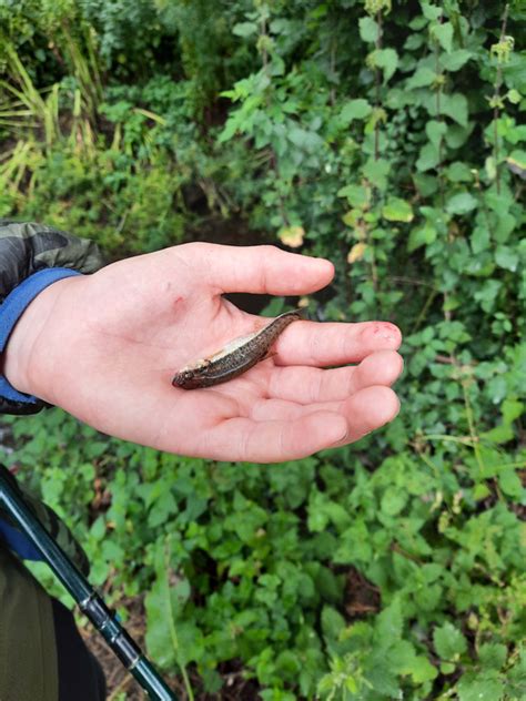 Couple Of Hours On The Wally Catch Reports Pdas Forum