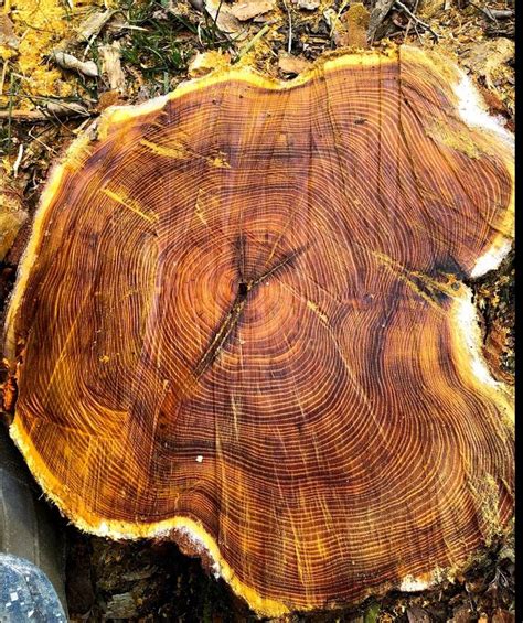 Wood From Orange Tree At Elizabeth Knowles Blog
