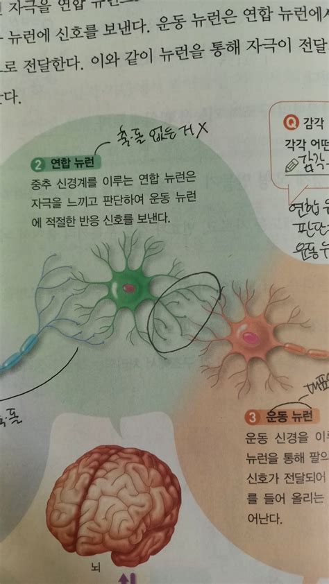 중3 과학 신경계 뉴런 지식in