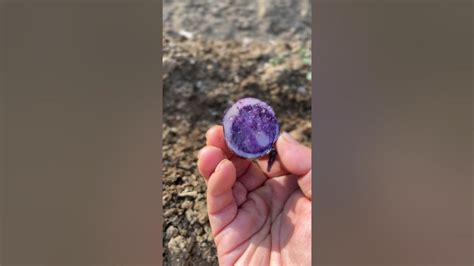 자주색 감자를 보셨나요 3월작물 감자심기 토종감자 텃밭작물 Youtube