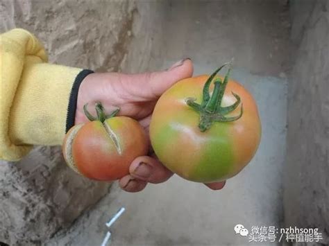 西红柿畸形果顶裂果 究竟是什么原因所致呢