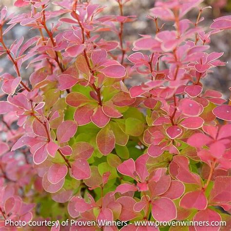 2 Berberis Pw Sunjoy Orange Pillar Barberry